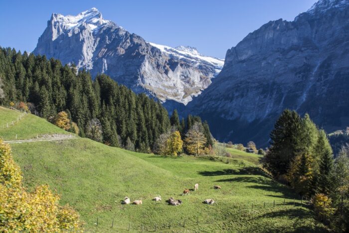 First Flyer, Grindelwald | SwissGlam.ch